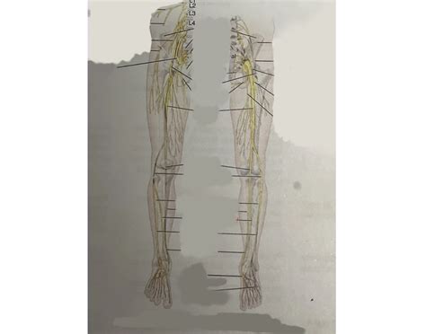Lower Extremity Nerves Knes 259 Quiz