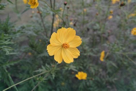 価格 標準モードシグマ SIGMA DP1 Merrill どうしたさんのレビュー評価投稿画像写真並みのコンデジとは画質