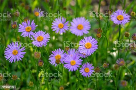 Aster Tongolensis Indah Groundcovering Bunga Dengan Kelopak Ungu Ungu