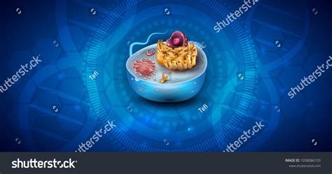 Cell Structure Cross Section On Abstract Stock Vector Royalty Free