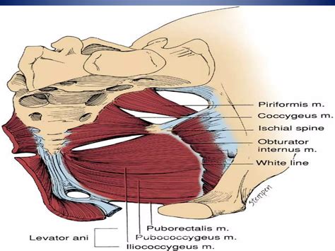 Lower Urinary Tract Anatomy Pptx