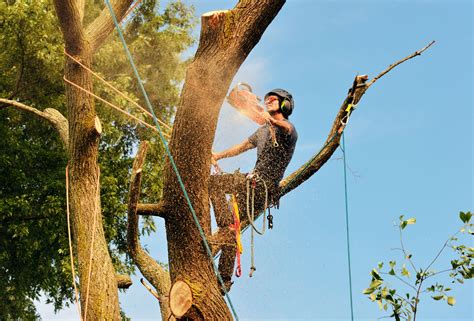 Home NJ Tree Removal