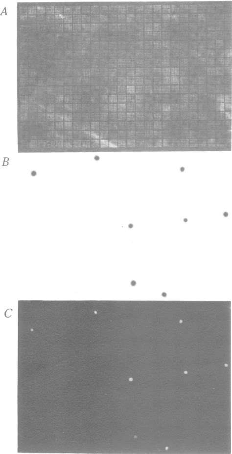 Figure 1 From Hybridisation Techniques On Gridded High Density Dna And