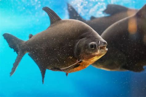 9 Tipos de pacu alimentação habitat tipos de iscas e informações