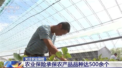三大主粮覆盖率超70 我国农业保险规模居全球前列 陕西党建网