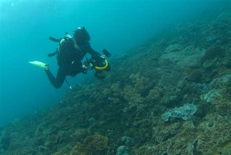 革新的なフォトグラメトリ技術を使用して、今までにないほど海の世界を楽しんでみませんか？｜photogrammetryjp 3dスキャン