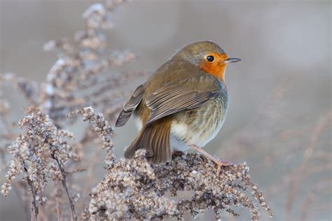 Robin In Winter Gettyimages 114385957 Bb8e5f9 Ledyard Public Library