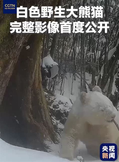 Choquei On Twitter 🚨veja Na China Uma Câmera Flagrou O único Panda