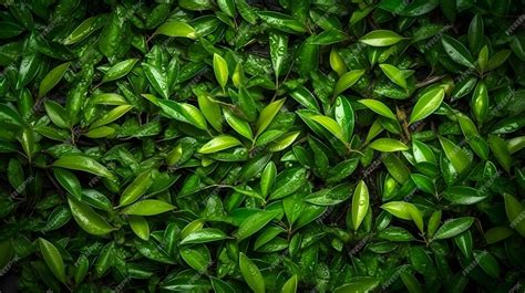 Premium Ai Image View Of Tea Leaves From Above Greentea Leaves