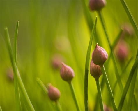 Download Wallpaper 1280x1024 Chives Flowers Grass Macro Nature
