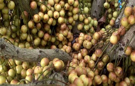 লটকন চাষে সফল স্কুলশিক্ষক শামছুল
