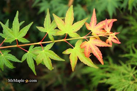 Buy Acer Palmatum Elwood Orange Rare Japanese Maple — Mr Maple │ Buy