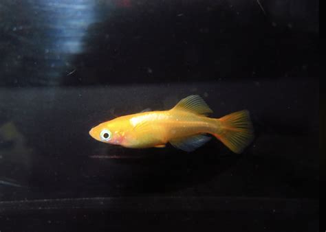朱赤ヒカリ 改良メダカ情報館