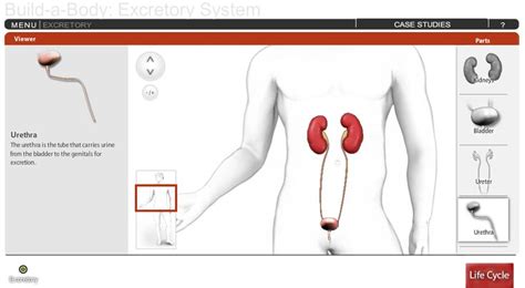 Brainbop Human Body Lesson Plan Ideas In This Brainpop Movie Tim And Moby Explain The Amazing