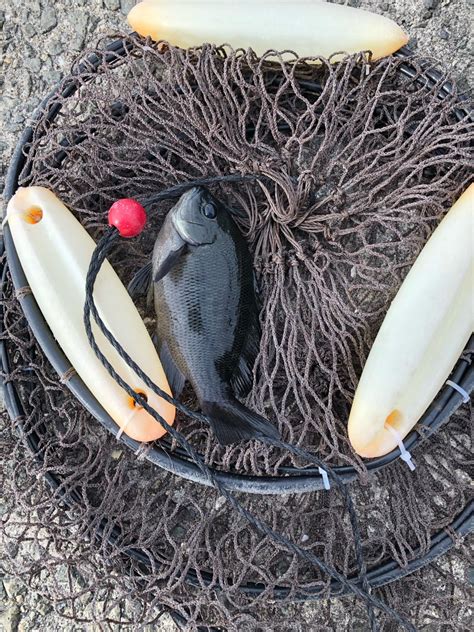灘浜グレ調査 ヤスピーの釣りざんまい