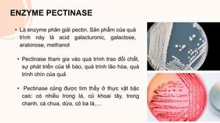 Enzyme Pectinase Pptx