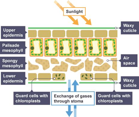 Igcse Biology Notes Describe The Structure Of The Leaf And Explain How It Is Adapted For