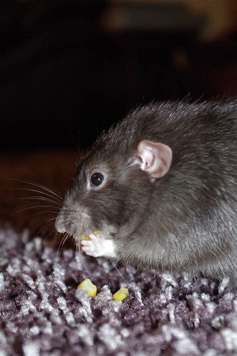 Rat Cute Eating Free Photo On Pixabay Pixabay