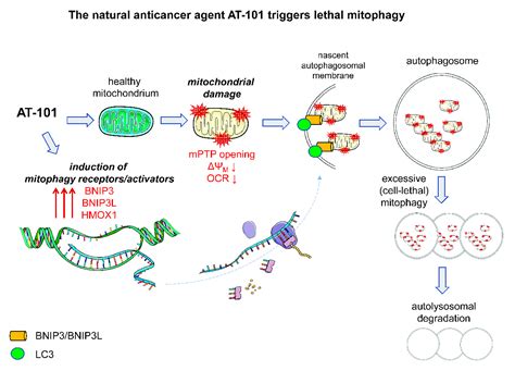 Biology Free Full Text Autophagy In Cancer Cell Death