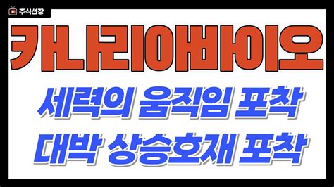 카나리아바이오 세력의 움직임포착 대박 상승호재 포착 주식단타매매 Youtube