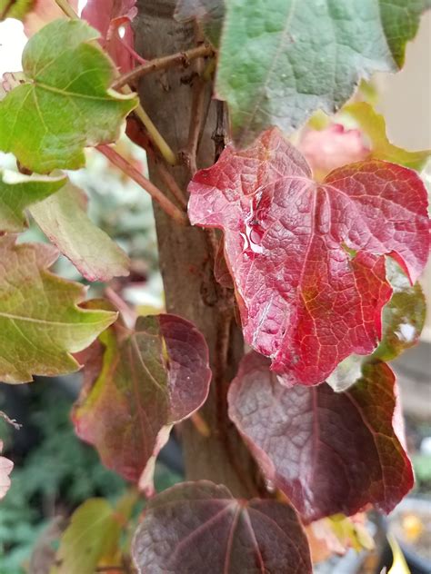 Parthenocissus Tricuspidata Veitchii Urban Tree Farm Nursery