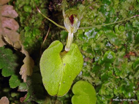 Phil Bendle Collectioncorybas Papa Mudstone Spider Orchid Citscihub