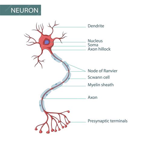 Premium Vector Diagram Of Neuron Anatomy Vector Illustration