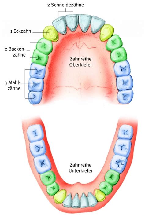 Zahn Aus Dem Gesundheitslexikon Gesundheit Medizin Und Heilkunde
