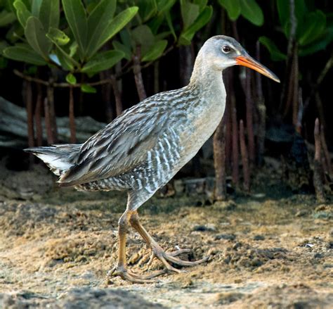 Clapper Rail Owen Deutsch Photography