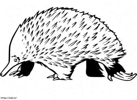 Echidna 1 Gambar Mewarnai