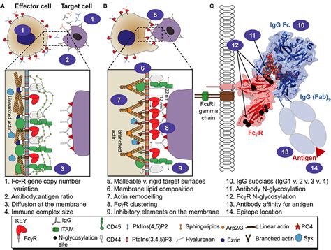 Frontiers Multiple Variables At The Leukocyte Cell Surface Impact Fc γ Receptor Dependent