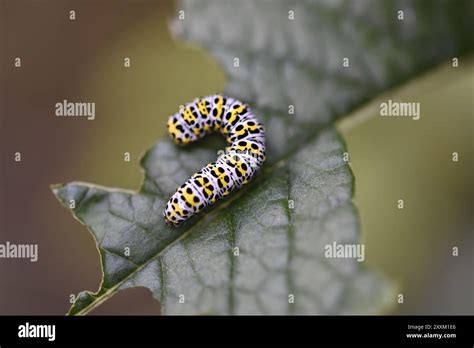 Macro Image Of A Mullein Moth Caterpillar Shargacucullia Verbasci