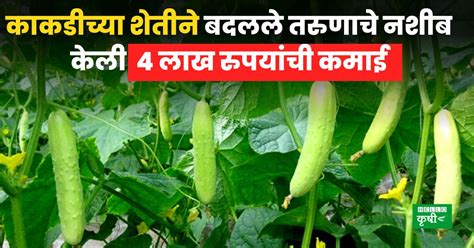 Farmer Success Story काकडीच्या शेतीने बदलले तरुणाचे नशीब केली 4 लाख