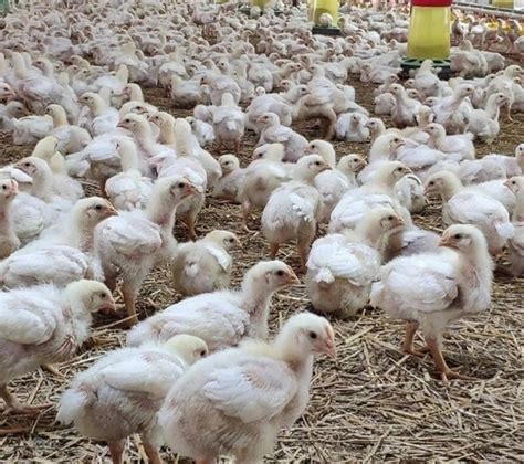 Подрощенные бройлеры Кобб500 Словакия 3 х недельные Цена 300 рублей