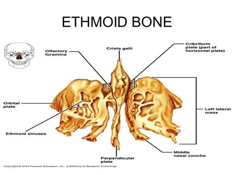 Horizontal Plates Of The Ethmoid Bone At Beulah Insley Blog