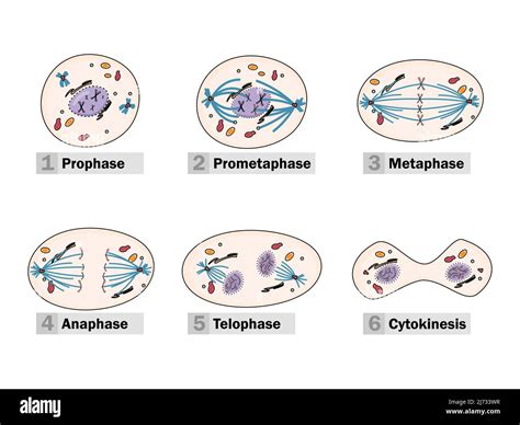 Telofase Etiquetada