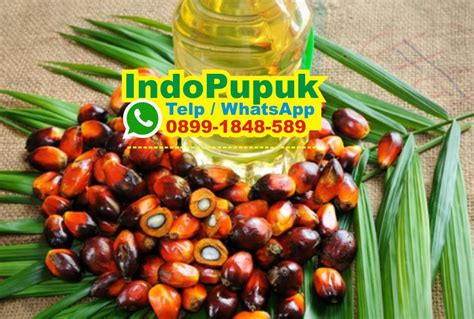 Jenis Pupuk Dasar Sawit Jenis Pupuk Kelapa Sawit Dosis NPK TSP ZA