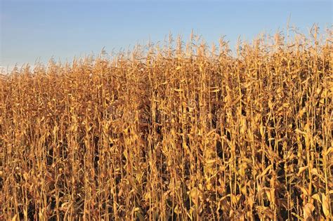 Field Maize Stock Photo Image Of Ripe Outdoors Plantation 6957276