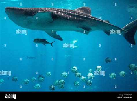 Massive Whale Shark In The Ocean Voyager Tank Containing 63 Million U