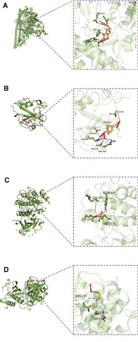 Interaction Of A Pik3ca B Pik3r1 C Akt1 And D Mapk1 With