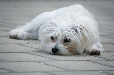 Free Images Sweet Puppy Animal Pet Space Long Hair Vertebrate