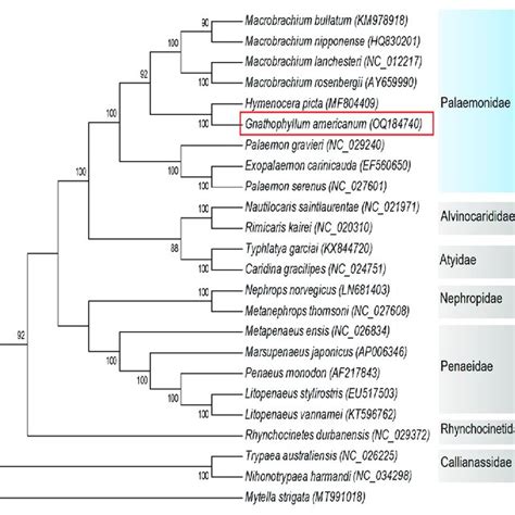 Bootstrap Consensus Tree Of The 23 Decapoda Species Based On The Dna