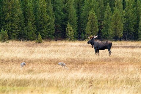 Full Day Wildlife Photography Tour In Yellowstone National Park