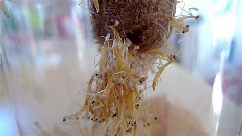 Praying Mantis Egg Sack Hatching