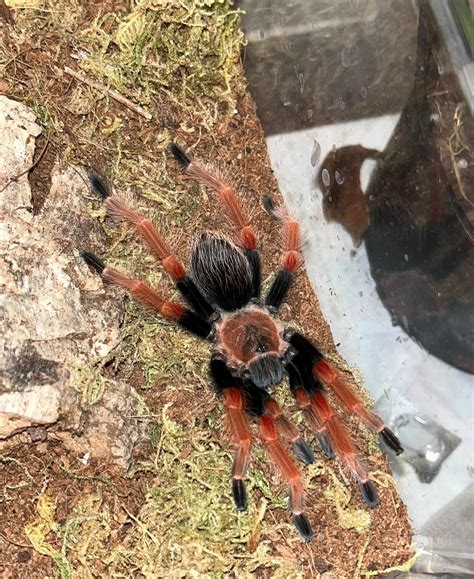 Any Idea What Sex My Obt Is I Know Vent Sexing Isnt 100 Just Curious On Opinions R Tarantulas
