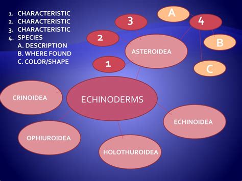 Ppt Phylum Echinodermata Powerpoint Presentation Free Download Id