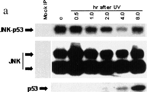 Jnk Targets P53 Ubiquitination And Degradation In Nonstressed Cells