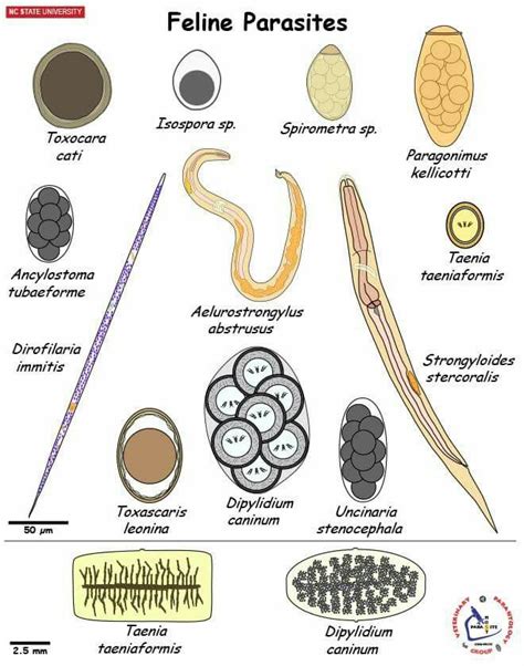 Pin By Jordan Greeson Sain On Vet Life Vet Medicine Vet Tech School