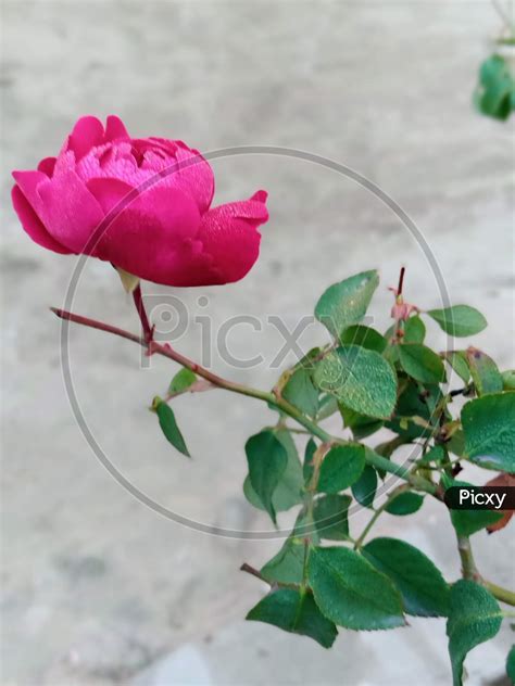 Image Of Full Hd Beautifull Red Flowers Sk192451 Picxy