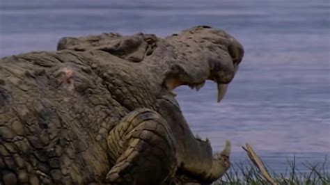 Man Eating Crocodile Gustave